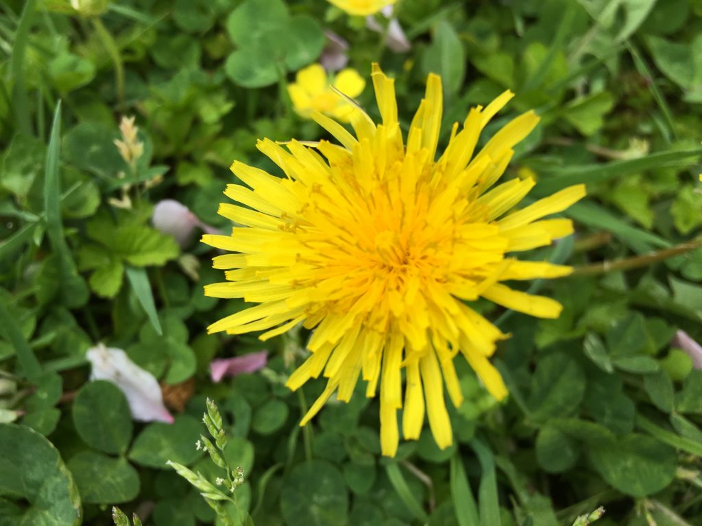 Spring on my mind - Libby Waterford